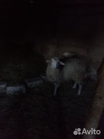 Продам одну авцу