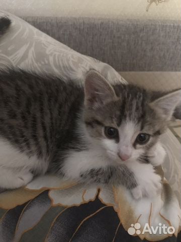 Лаковая кошечка