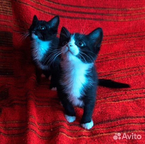 Котёнка в Дар