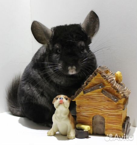 Шиншилла Эбони темный бархатный мальчик