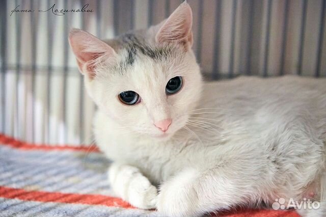 Беленькая кошечка 1 годик