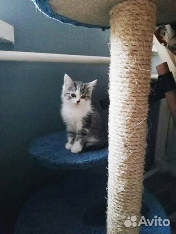 Котенок бесплатно в добрые руки