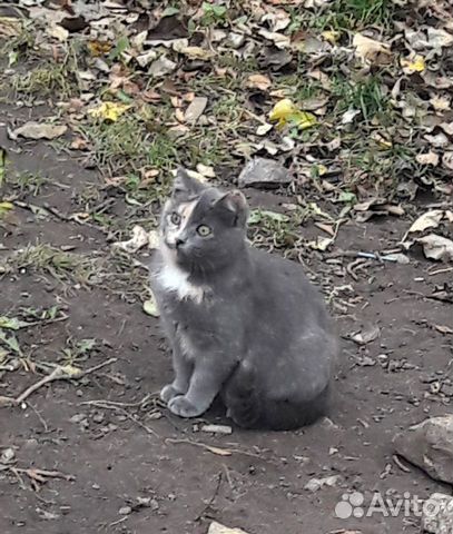 Смешная кисуля в поисках дома