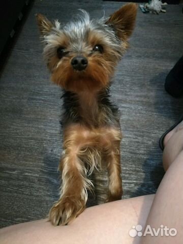 Йоркширский терье