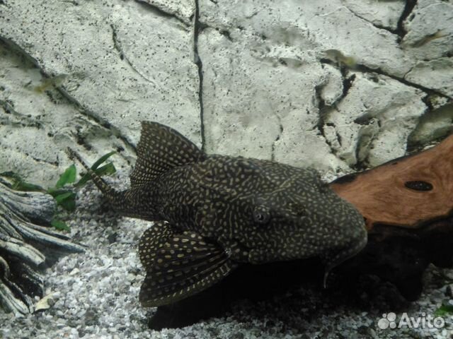Сом парчовый птеригоплихт