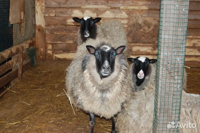 Романовские беременные овцы