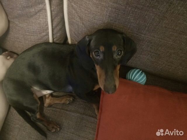 Такса мальчик 1 год