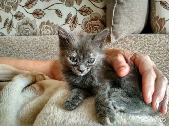 Кошечка в добрые руки