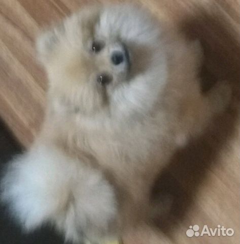 Немецкий малый шпиц мальчик