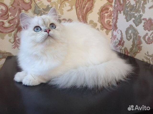 Длинношерстная британочка