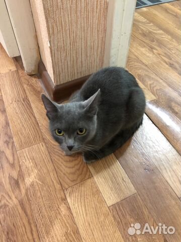 Кошка британец