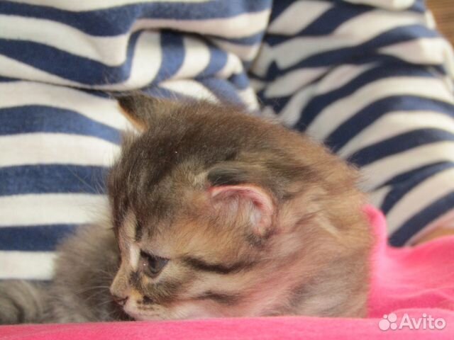 Котята в хорошие руки