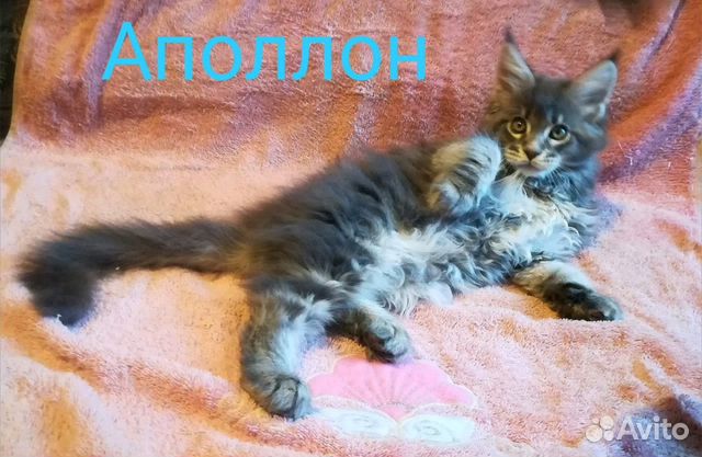 Котята мейн кун