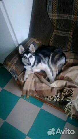 Потерялась Сибирская хаски
