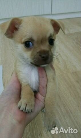 Щенки чихуахуа
