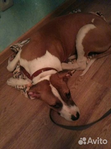 Щенок четыре месяца