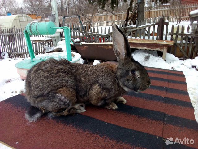 Крол шиншила и Фландр племянные