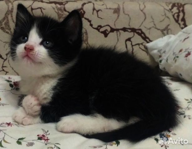 Сибирский котенок