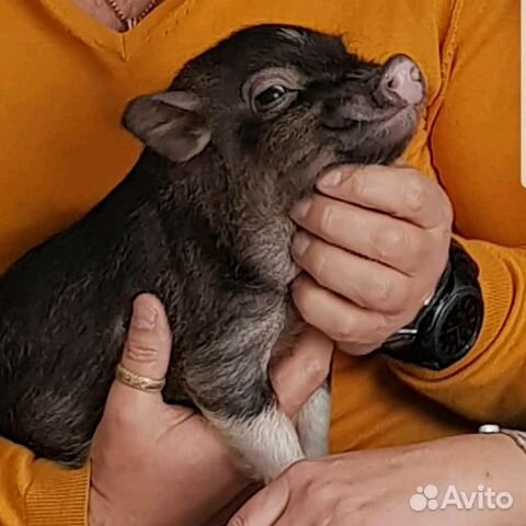 Карликовая свинка для репродукции, minipig