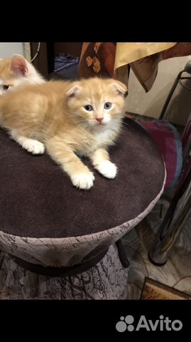 Котёнок 1,5 мес