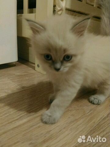 Котята