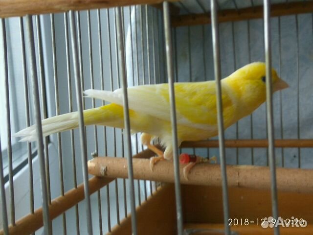 Канарейка желтый самец