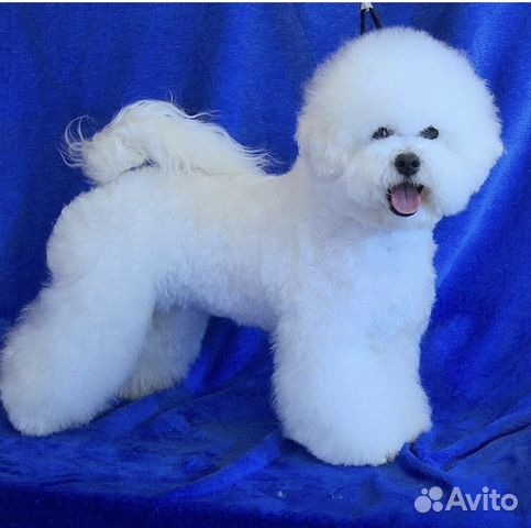 Бишон фризе