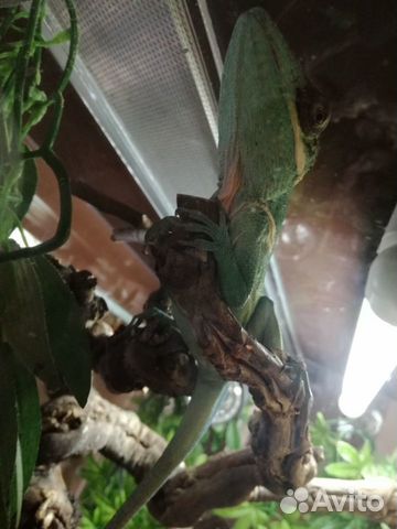 Зеленая ящерица