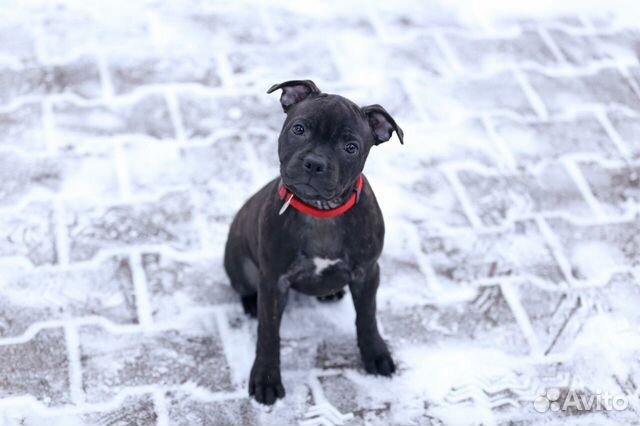 Щенки стаффордширского бультерьера