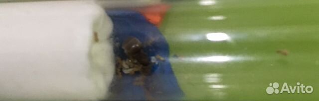 Колония муравьёв (Lasius niger) (Lasius flavus)