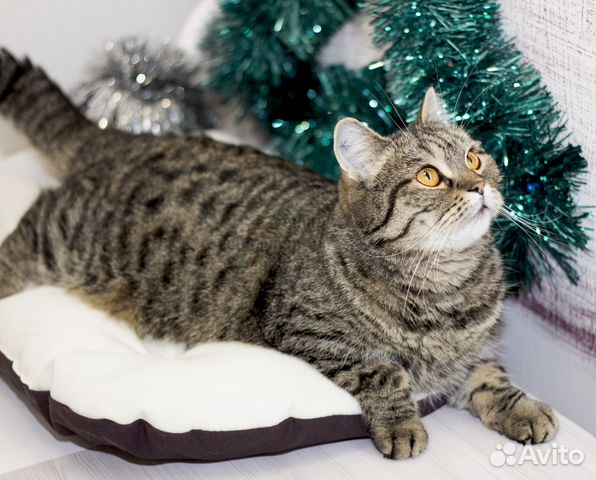 Метис с британом