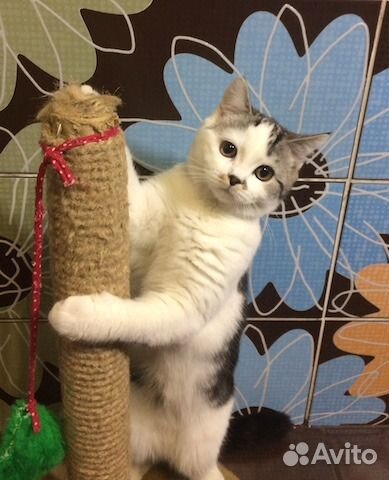 Шотландский умный Мальчик - Страйтик