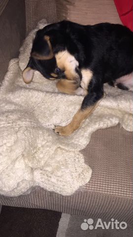 Найдена собака пинчер