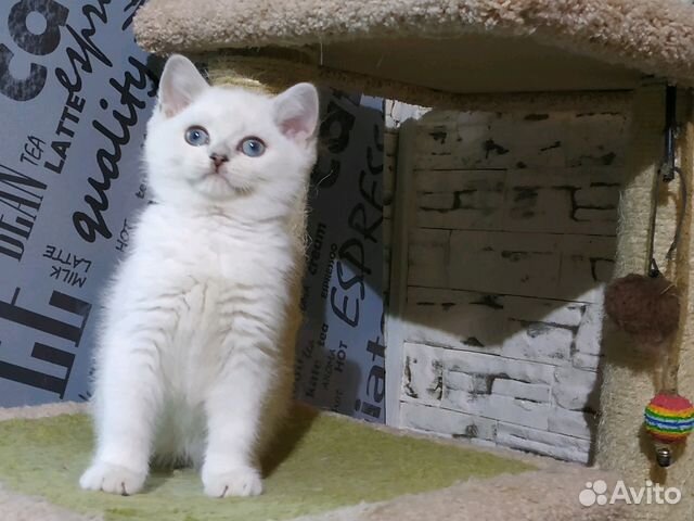 Британская шиншилла кот ns1133