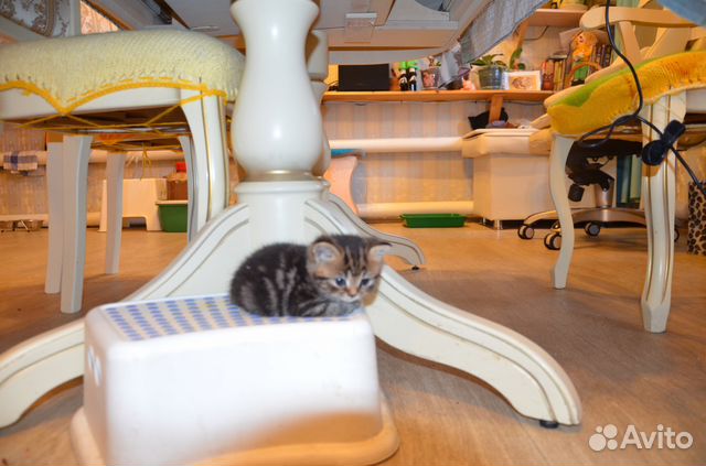 Котенок с дефектом задних лапок