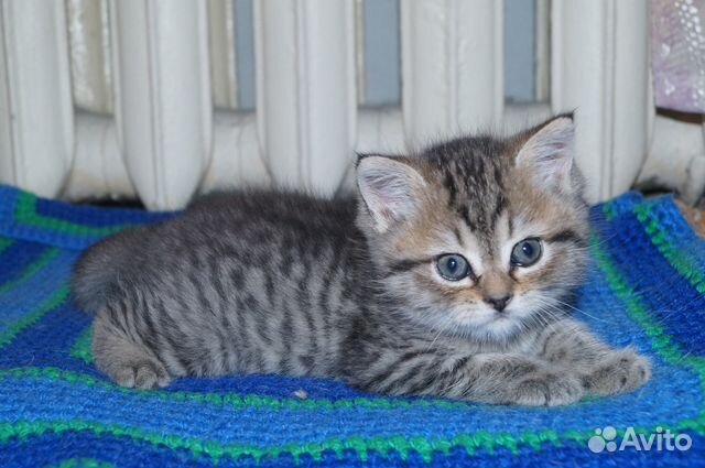 Отдам котейку в добрые руки