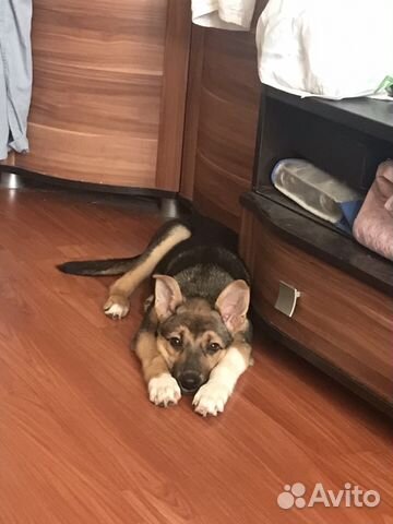 Милый щенок ищет дом