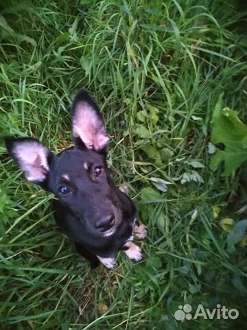 Щенулям подросткам нужен дом