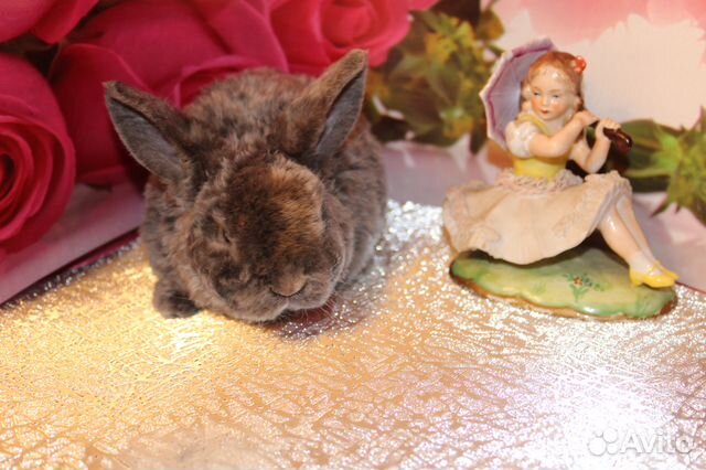 Карликовые декоративные рексобарашки