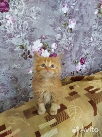 Продам замечательных куно деток