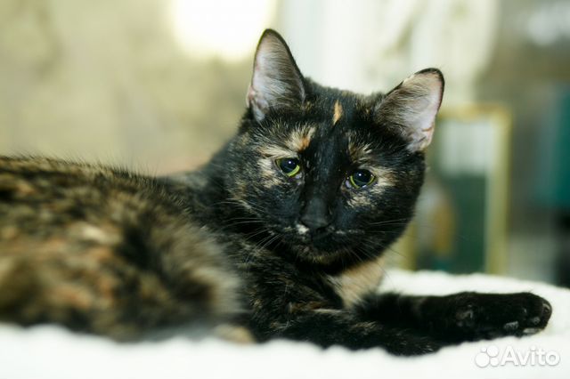 Кошечка Лиза, 1 год