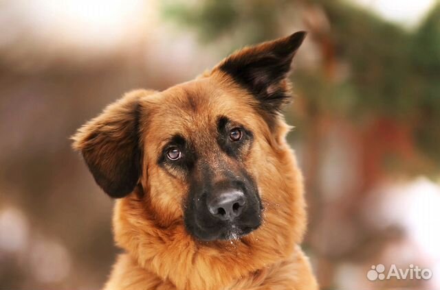 Метис овчарки в дар, красивый пёс в дар