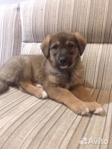 Вишенка, 2 месяца, в дар в добрые руки