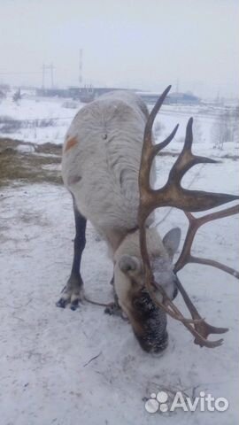 Олени домашнии