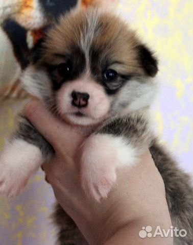 Вельш корги пемброк девочка-припевочка