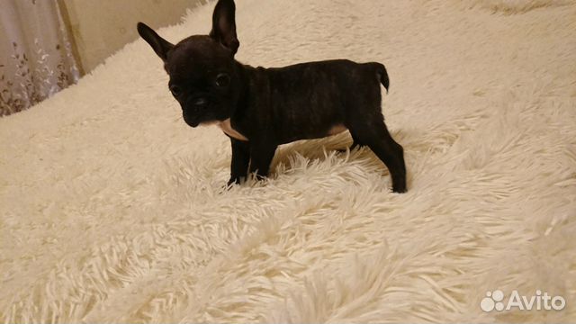 Французский бульдог