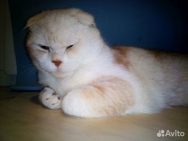 Шотландский котёнок