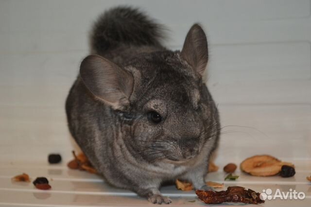 Шиншиллы самки