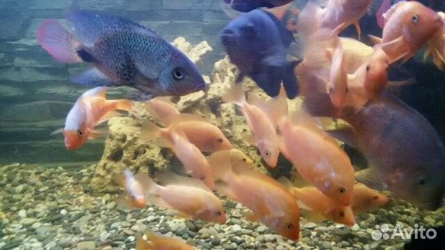 Цитроновые цихлазомы