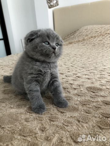 Шотландские котята